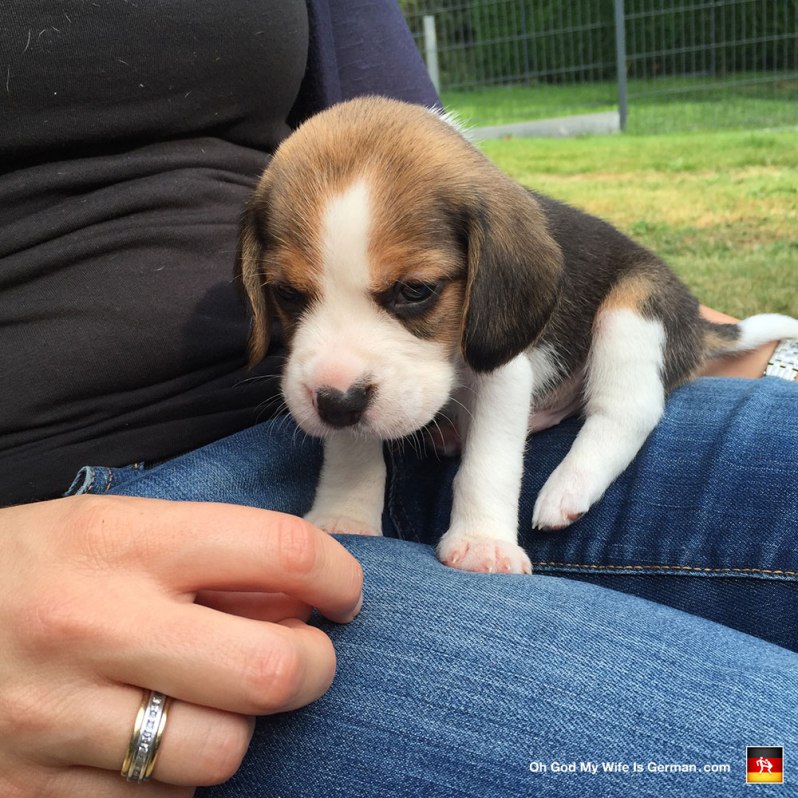 Beagle Puppies in Germany: A Heartstoppingly Adorable Experience – Oh ...