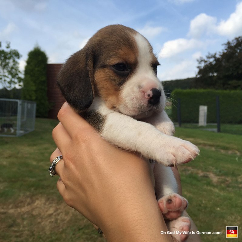 Beagle Puppies in Germany: A Heartstoppingly Adorable Experience – Oh ...