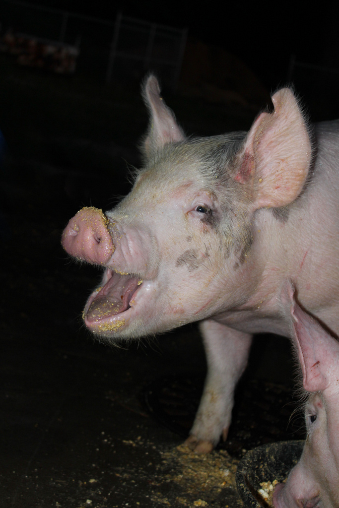 burping-belching-pig-swine – Oh God, My Wife Is German.