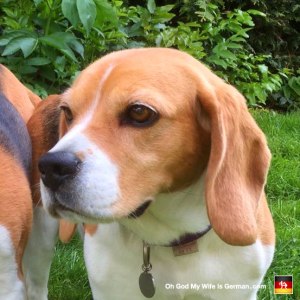 Beagle Puppies in Germany: A Heartstoppingly Adorable Experience – Oh ...